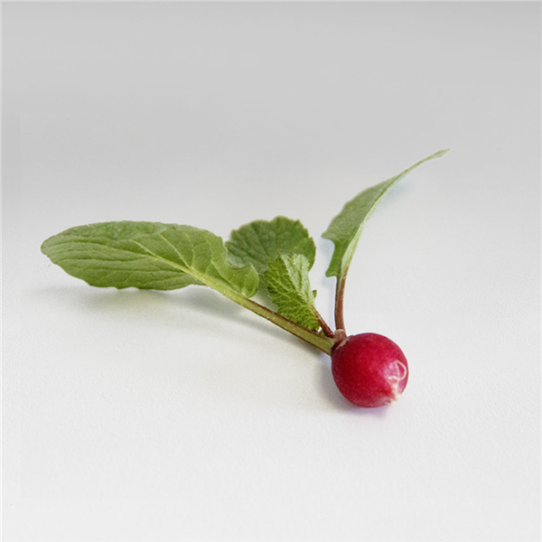 GERMINARTE | Grupo Gourmets